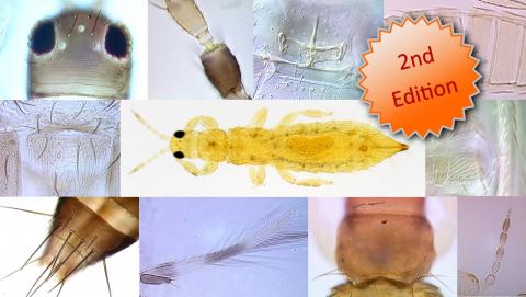 Training session on the morphological identification of Thysanoptera ...